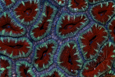 Ultra Red, Purple and Green Aussie Acan Lord - Acanthastrea lordhowensis