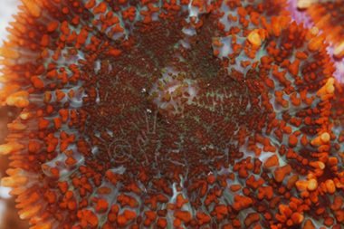 Red Bullseye Mushroom - Rhodactis spp.