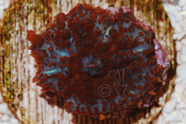 Superman Bullseye Mushroom - Rhodactis spp.