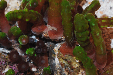 Snake Polyps - Isaurus spp.