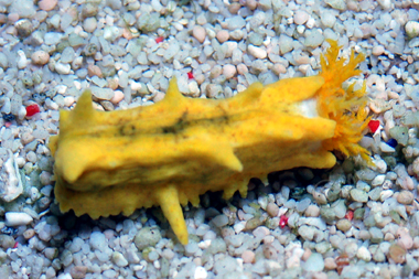 Yellow Sea Cucumber - Colochirus robustus