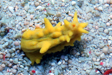 Yellow Sea Cucumber - Colochirus robustus