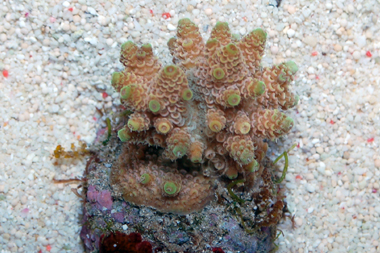 Golden Rose Mille Acro - Maricultured - Acropora millepora