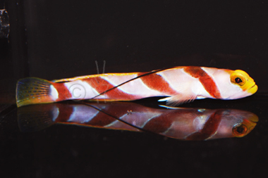 Yellow Rose Goby - Stonogobiops nematodes