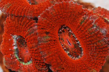 Red Aussie Acan Lord - Acanthastrea lordhowensis