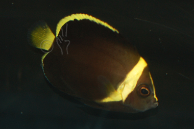 Bluespotted Angelfish - Juvenile - Chaetodontoplus caeruleopunctatus