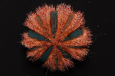 Royal Urchin - Mespilia globulus