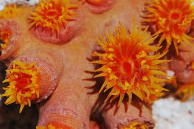 Sun Polyp Coral - Tubastrea spp.