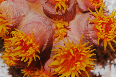 Sun Polyp Coral - Tubastrea spp.