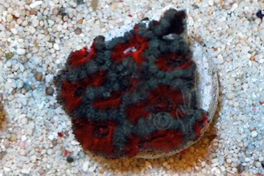 Red and Gray Aussie Acan Lord - Frag - Acanthastrea lordhowensis