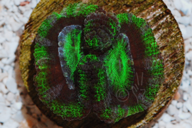 Acan Lord Brain - Frag - Acanthastrea lordhowensis