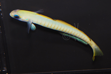 Zebra Barred Dartfish - Ptereleotris zebra