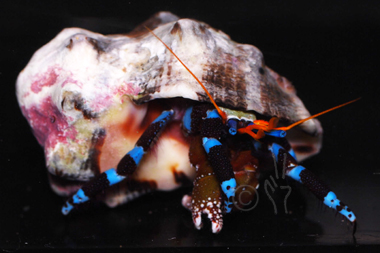 Electric Blue Knuckle Hermit Crab - Calcinus elegans