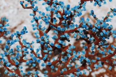 Blueberry Gorgonian - Acalycigorgia spp.