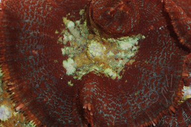 Red Bullseye Mushroom - Rhodactis spp.