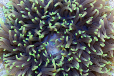 Yellow Tip Sebae Anemone - Heteractis crispa