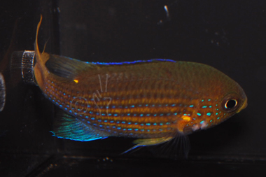Vanderbilt's Chromis - Chromis vanderbilti
