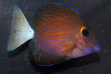 White Tail Bristletooth Tang - Ctenochaetus flavicauda