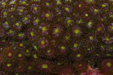 Laser Lemon Zoanthids - Zoanthus spp.