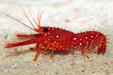 Little Red Lobster - Enoplometopus spp.