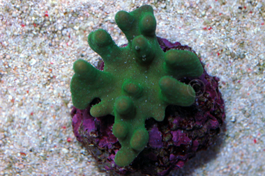 Green Crown Leather - Maricultured - Lobophytum spp.