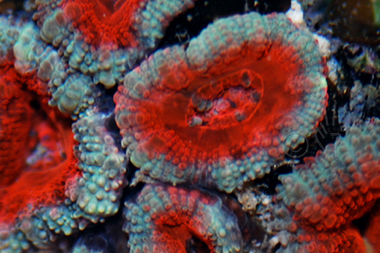 Red and Grey Aussie Acan Lord - Frag - Acanthastrea lordhowensis