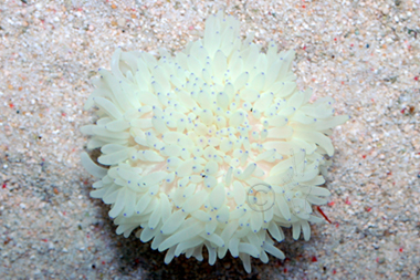 Blue Tip Sebae Anemone - Heteractis crispa