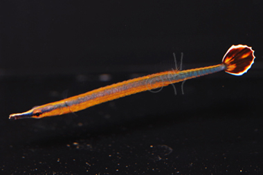Blue Stripe Pipefish - Male - Doryrhamphus excisus