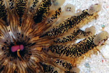 Octopus Long Tentacle Anemone - Macrodactyla doreensis