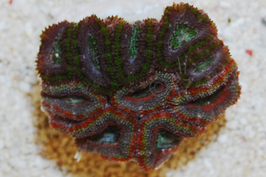 Rainbow and Purple/Green Acan Lord Combo - Frag - Acanthastrea lordhowensis