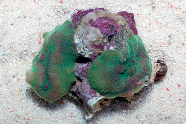 Green Elephant Ear Mushrooms - Rhodactis mussoides