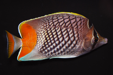 Pearlscale Butterflyfish - Chaetodon xanthrusus