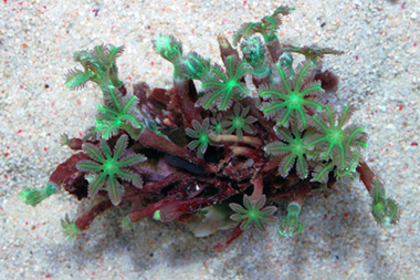 Bright Green Glove Polyps - Clavularia spp.
