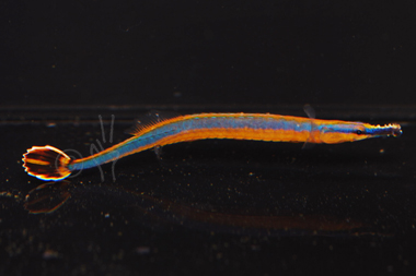 Blue Stripe Pipefish - Male - Doryrhamphus excisus
