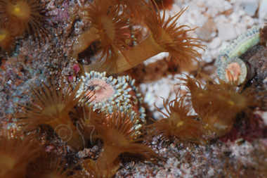 Yellow Polyps - Parazoanthus spp.