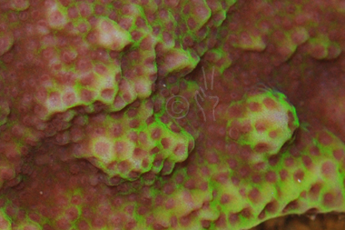 Encrusting Montipora Coral - Montipora sp.