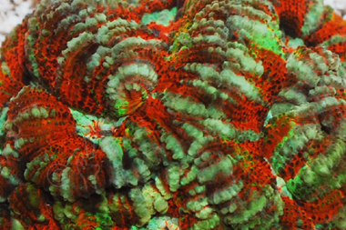 Wilson's Dented Brain Coral - Symphyllia wilsoni