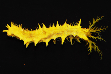 Yellow Sea Cucumber - Colochirus robustus