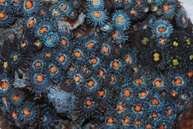 Blue Steel Zoanthids - Zoanthus spp.