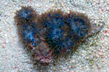 Blue Sympodium Polyp Coral - Sympodium spp.