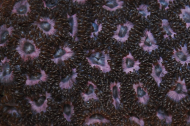 Metallic Pink Zoanthids - Zoanthus spp.