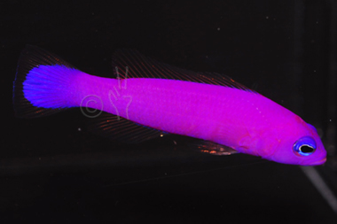 Strawberry Dottyback - Pseudochromis porphyreus