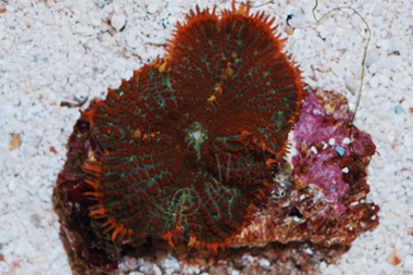 Red Bullseye Mushroom - Rhodactis spp.