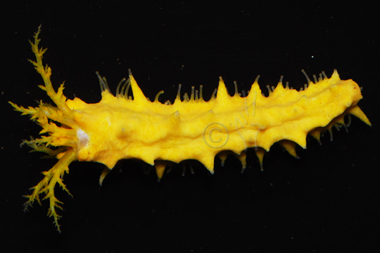Yellow Sea Cucumber - Colochirus robustus