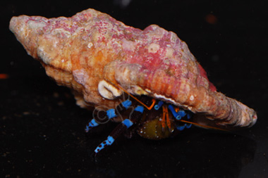 Electric Blue Knuckle Hermit Crab - Calcinus elegans