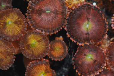 Ultra Colored Paly's - Palythoa spp.