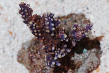 TriColor Acro - Cultured - Acropora valida