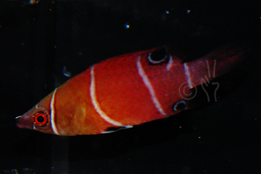 Pygmy Possum Wrasse - Wetmorella tanakai