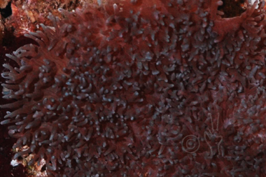 Purple Frilly Mushroom - Rhodactis spp.
