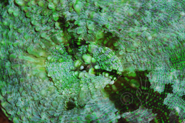 Green Button Coral - Tonga Collected - Scolymia vitiensis